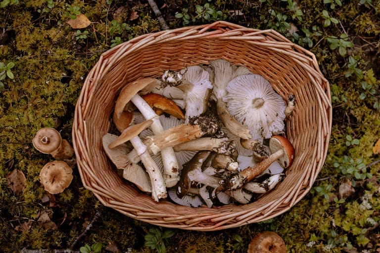 Ultimate Guide To Edible Mushrooms (Explained With Pictures) - The ...