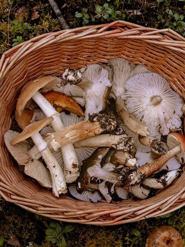 Guide To Edible Mushrooms - The Kitchen Community