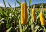 Sweet Corn vs Field Corn - The Kitchen Community