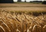 How to Use Rye in Cooking - The Kitchen Community
