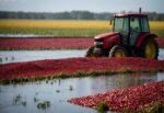 Cranberry Harvesting Techniques and Culinary Implications - The Kitchen ...